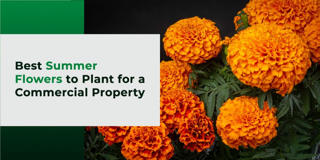 Best Summer Flowers to Plant for a Commercial Property
